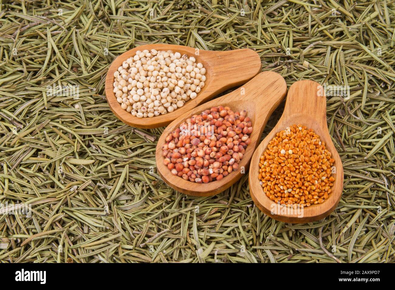 grains of red and white sorghum (Sorghum Stock Photo - Alamy