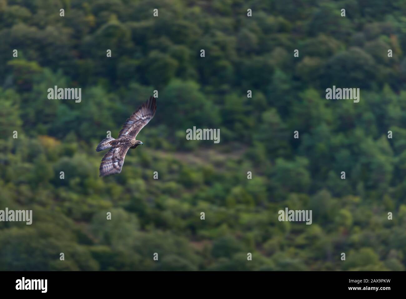 Golden eagle - AGUILA REAL(Aquila chrysaetos Stock Photo - Alamy