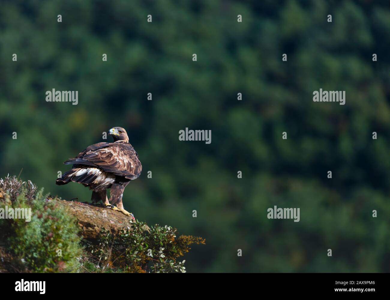 Golden eagle - AGUILA REAL(Aquila chrysaetos Stock Photo - Alamy