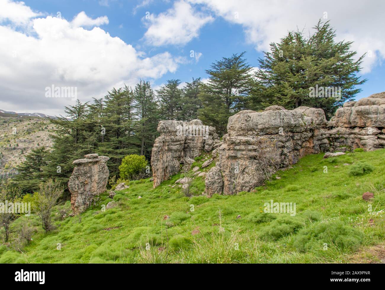 Cedars Of God