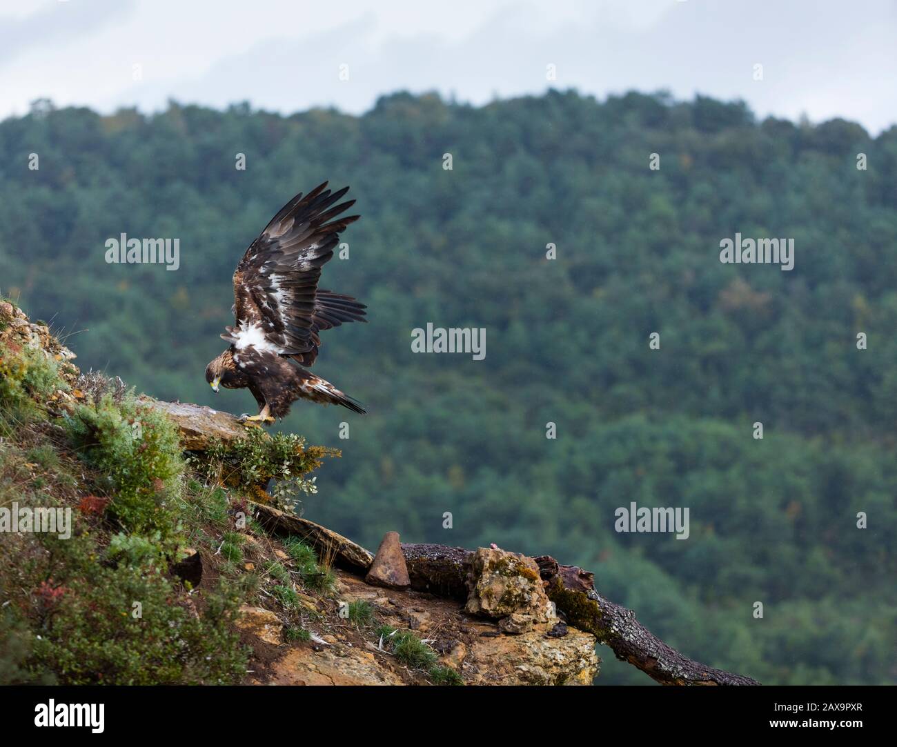 Golden eagle - AGUILA REAL(Aquila chrysaetos Stock Photo - Alamy
