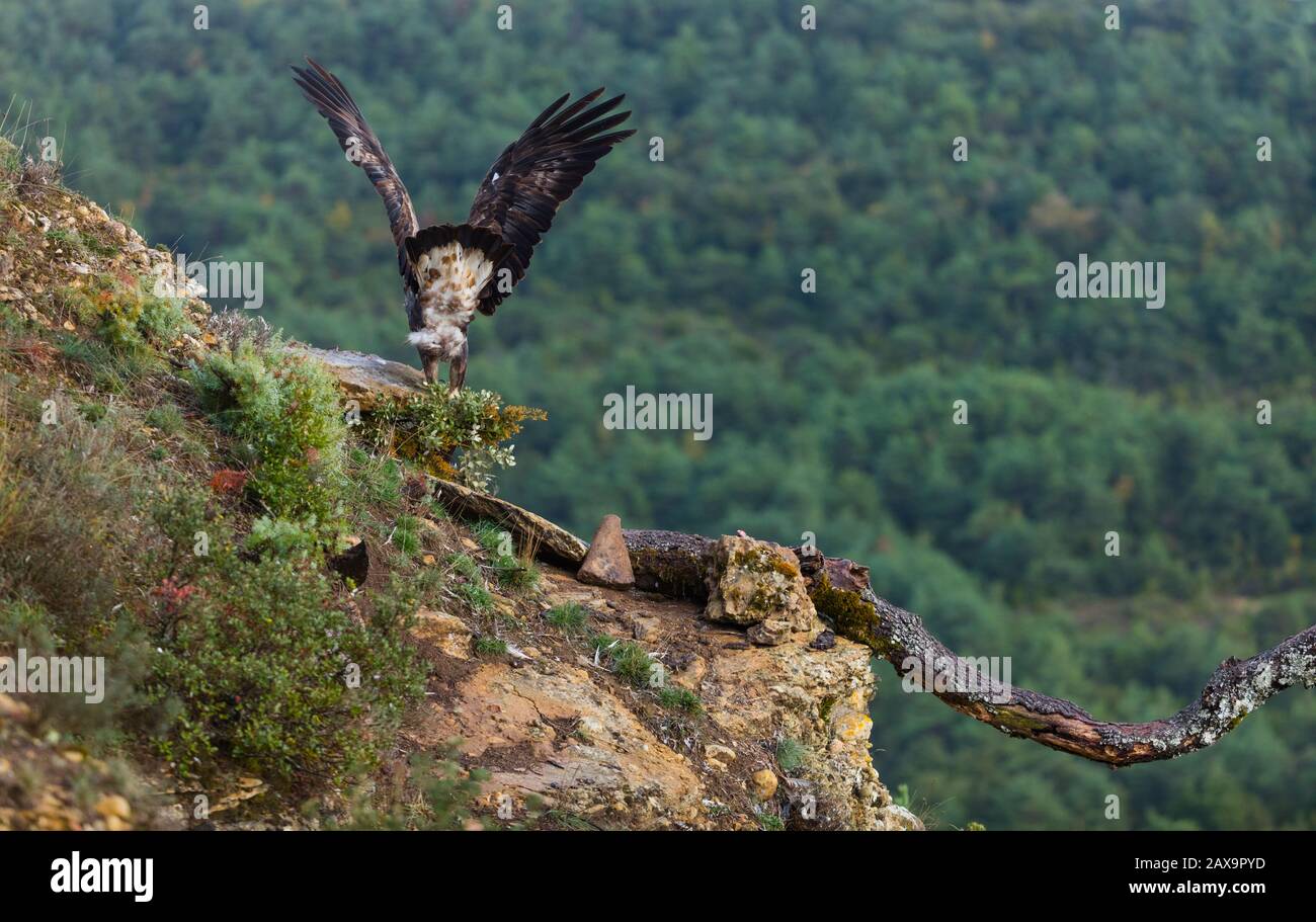 Golden eagle - AGUILA REAL(Aquila chrysaetos Stock Photo - Alamy