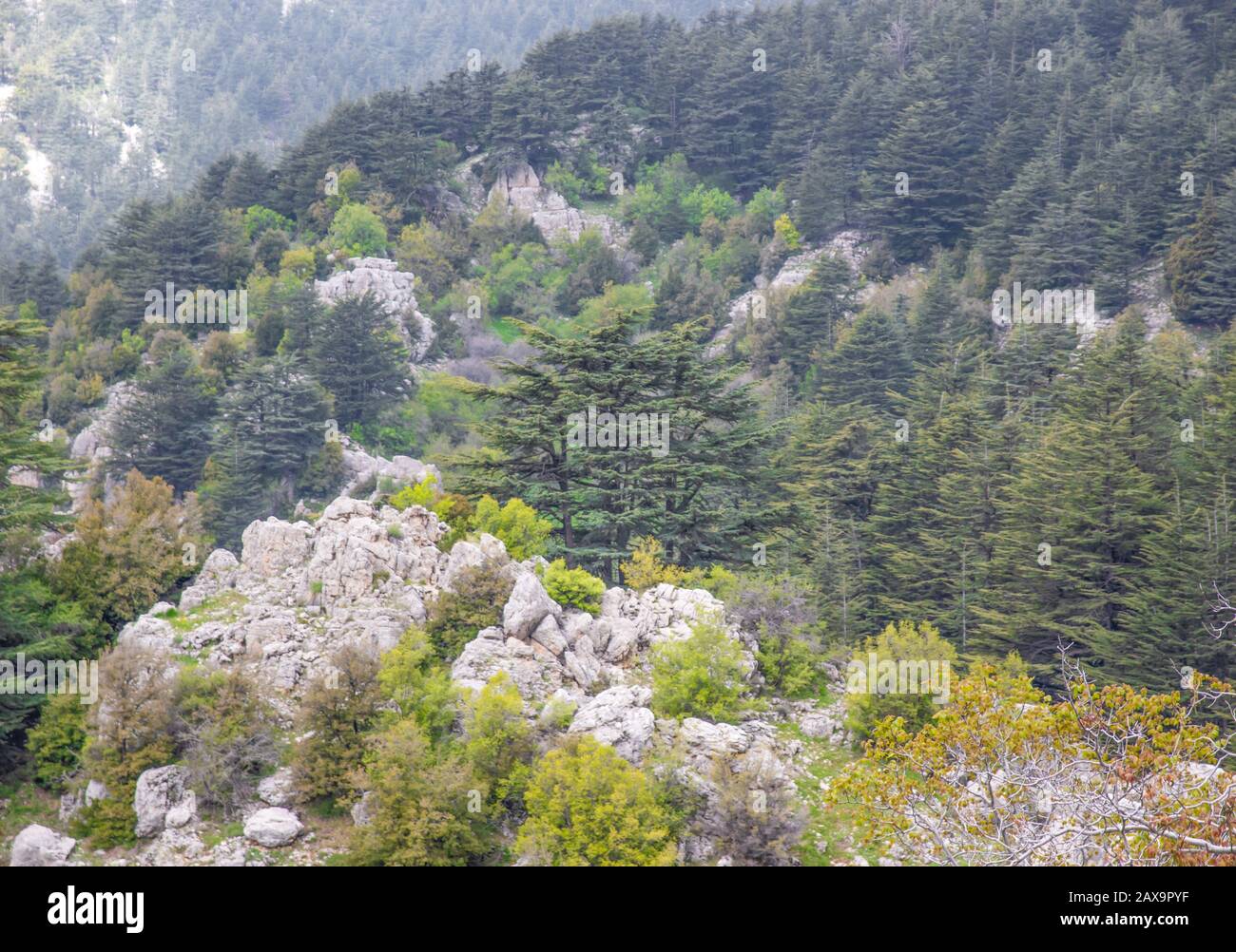 Cedars Of God