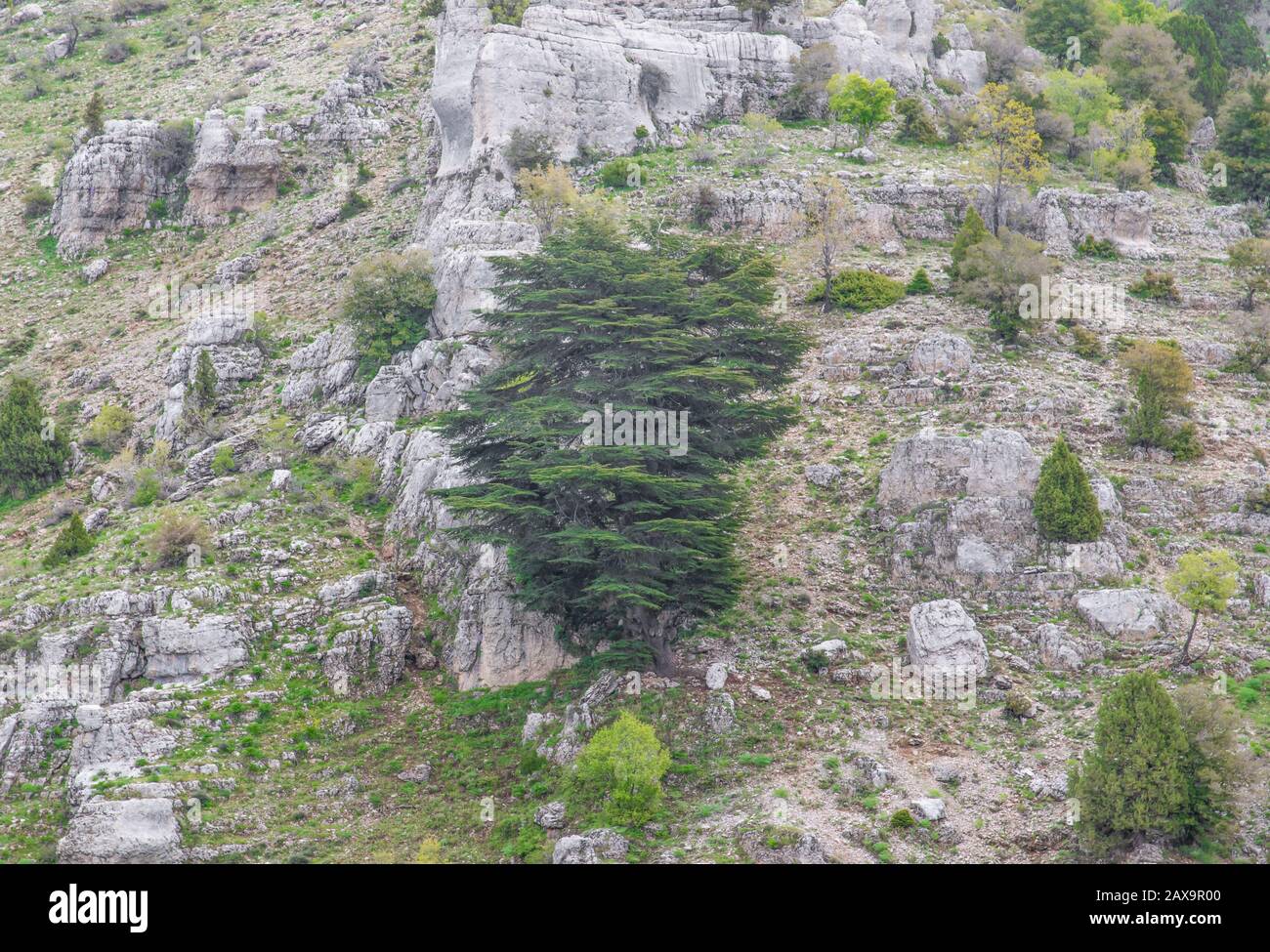 A Unesco World Heritage, the Cedars of God is one the last vestiges of ...