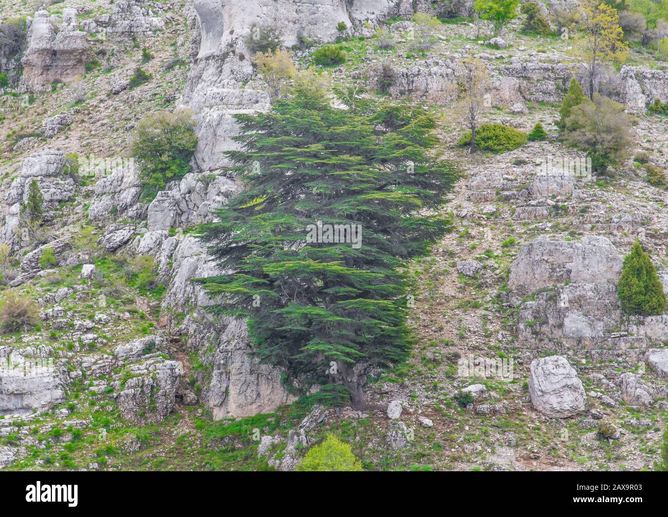 Cedars of god lebanon hi-res stock photography and images - Alamy