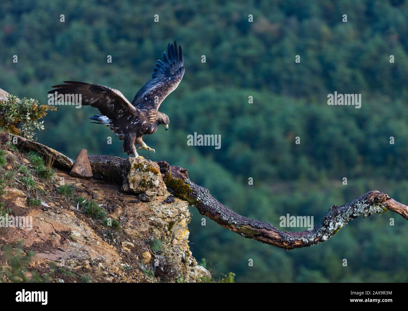 Golden eagle - AGUILA REAL(Aquila chrysaetos Stock Photo - Alamy