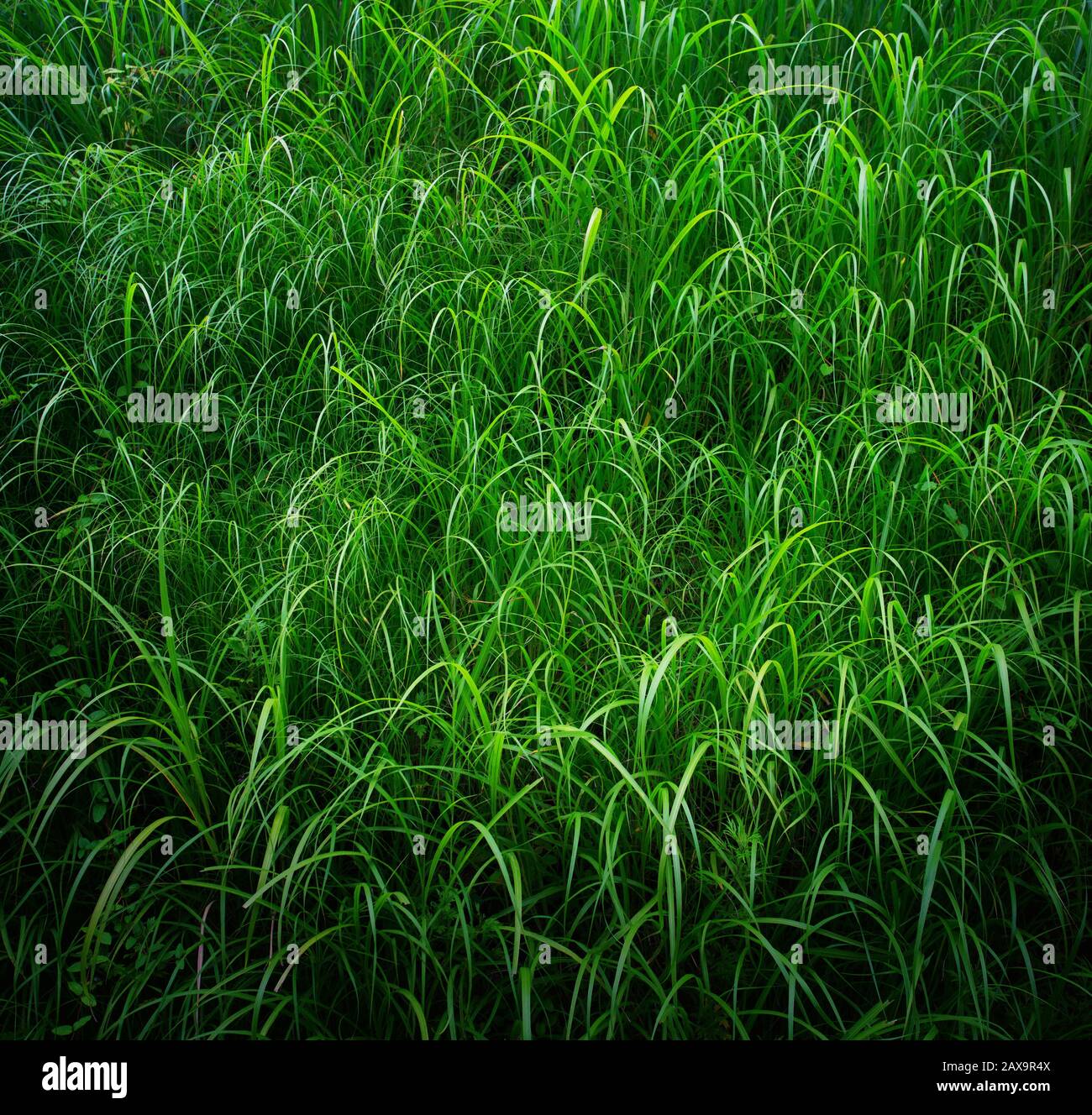 Abstract green grass background for concept design. Green grass ...