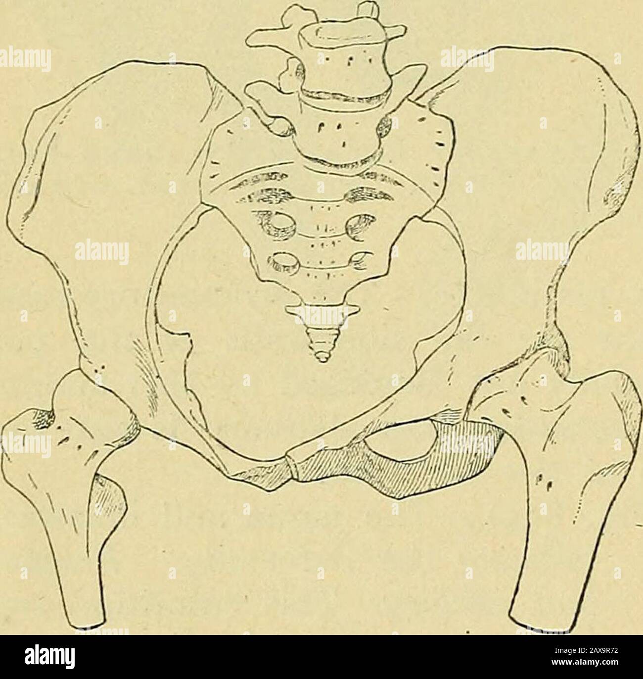 Anatomy, Abdomen And Pelvis, Pelvic Inlet – YGGD