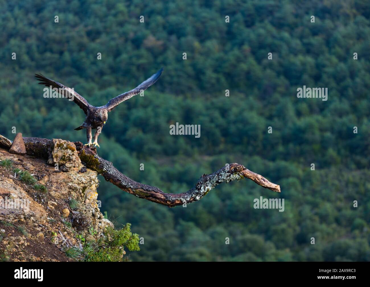 Golden eagle - AGUILA REAL(Aquila chrysaetos Stock Photo - Alamy