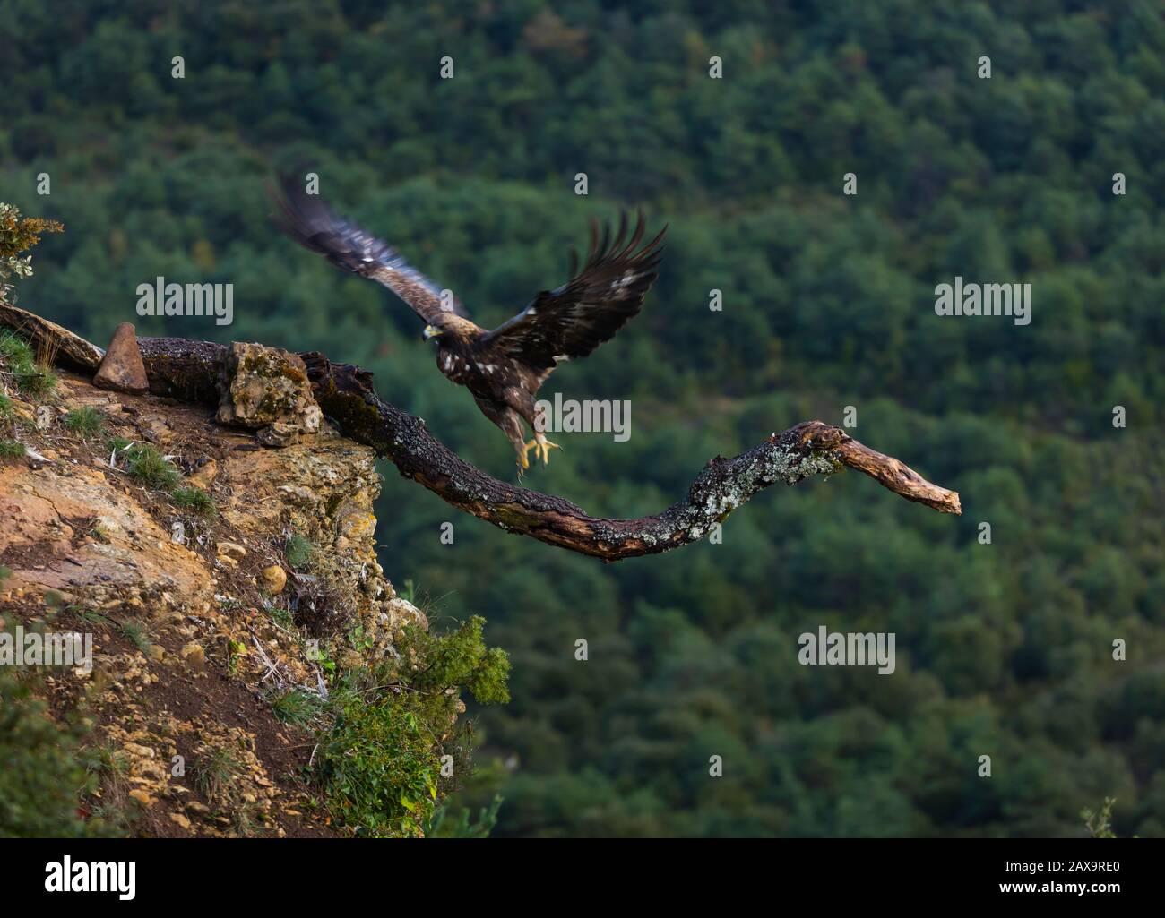 Golden eagle - AGUILA REAL(Aquila chrysaetos Stock Photo - Alamy