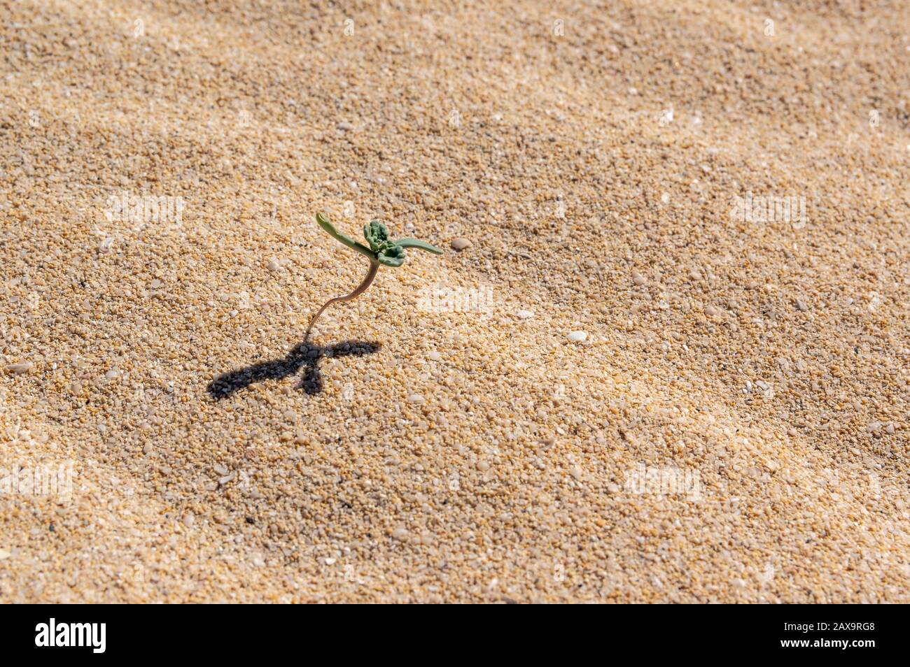 Small germinating plant in the sand Stock Photo - Alamy