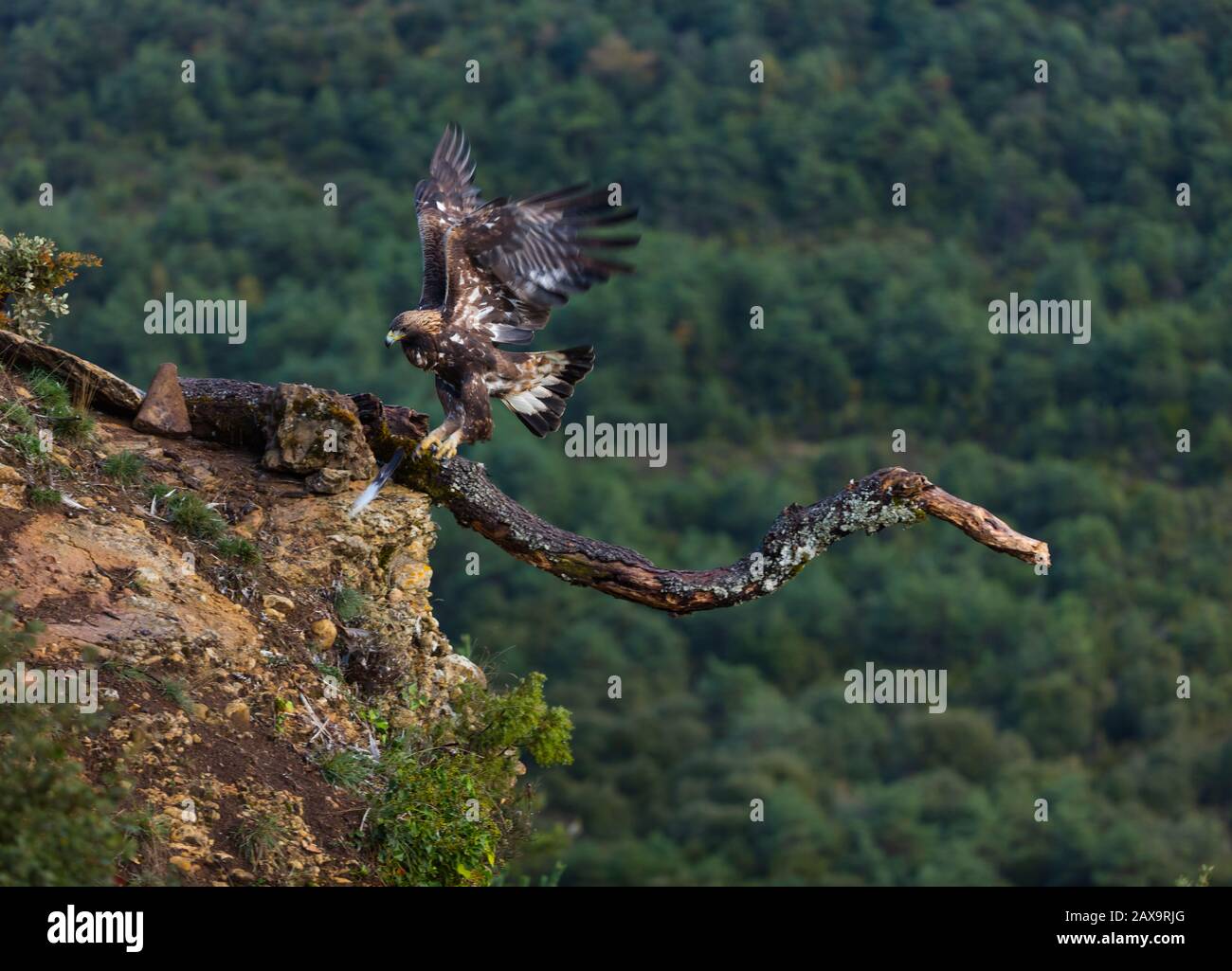 Golden eagle - AGUILA REAL(Aquila chrysaetos Stock Photo - Alamy