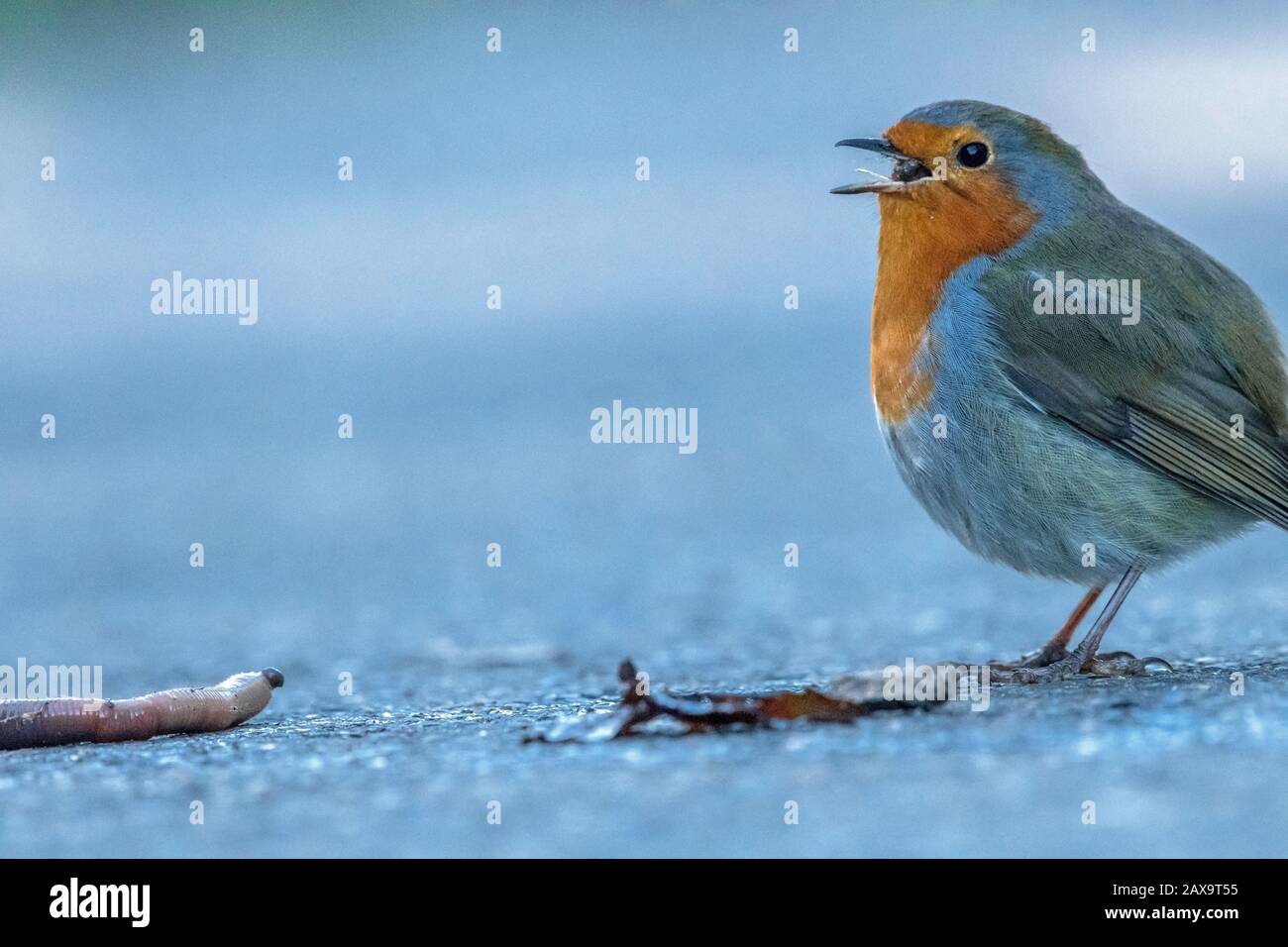 Red robin eat worm on the path Stock Photo - Alamy