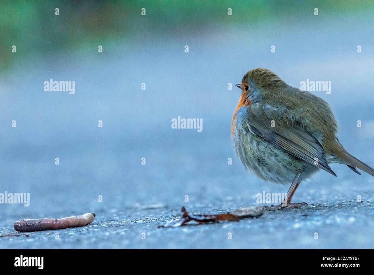 Red robin eat worm on the path Stock Photo - Alamy