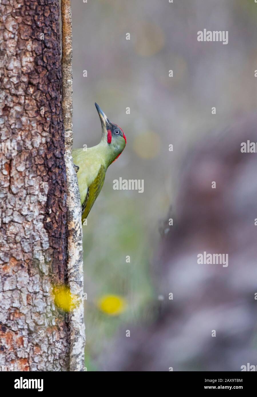 European green woodpecker - PITO REAL (Picus viridis Stock Photo - Alamy