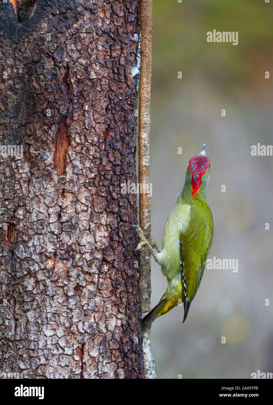 European green woodpecker - PITO REAL (Picus viridis Stock Photo - Alamy