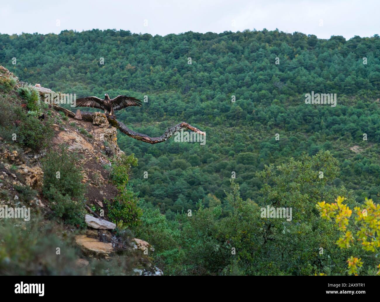 Golden eagle - AGUILA REAL(Aquila chrysaetos Stock Photo - Alamy