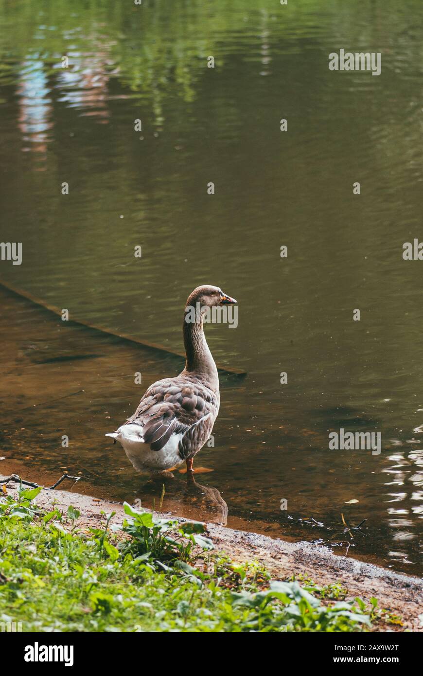 Toulouse geese hi-res stock photography and images - Alamy