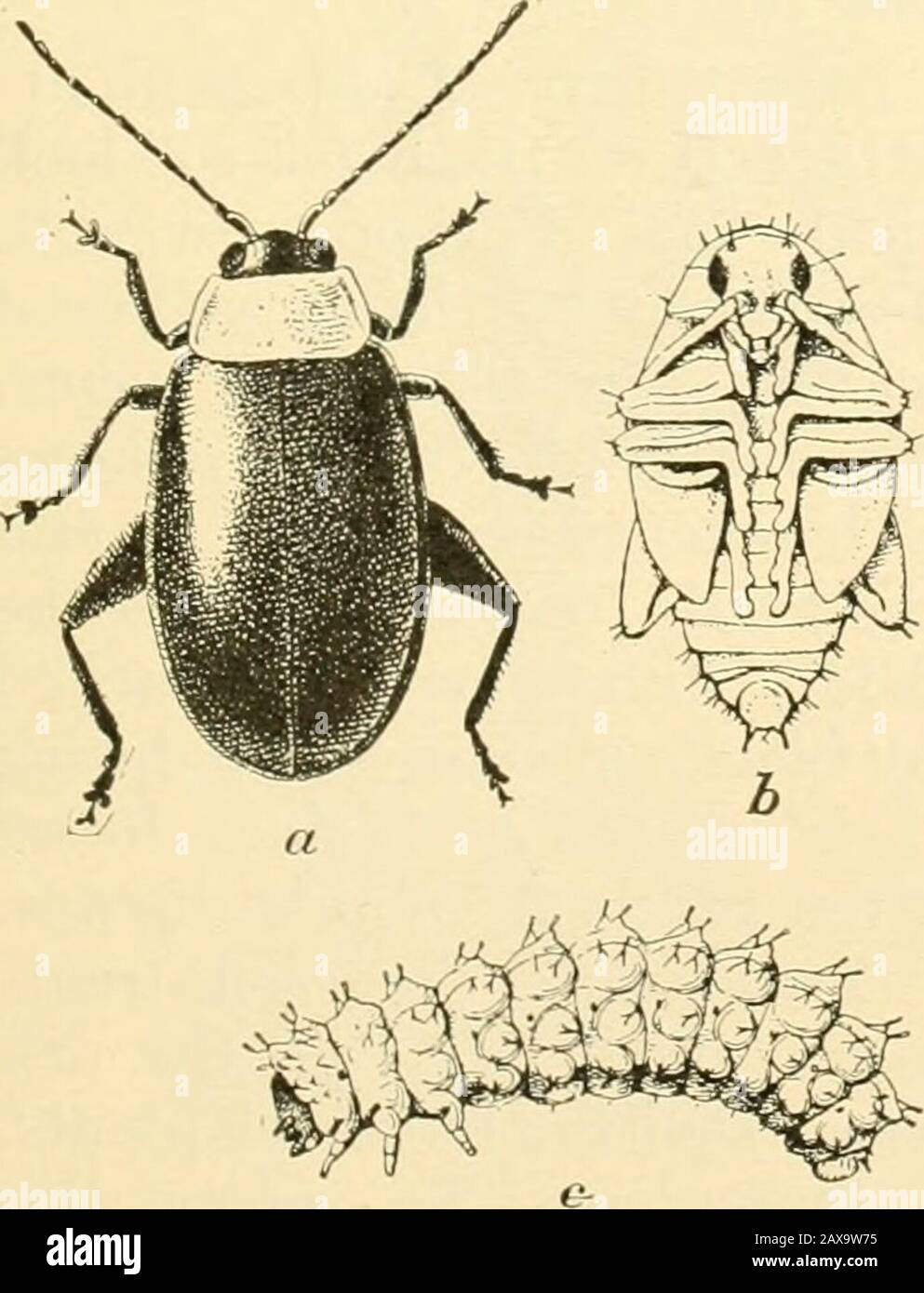 Beet diseases hi-res stock photography and images - Alamy