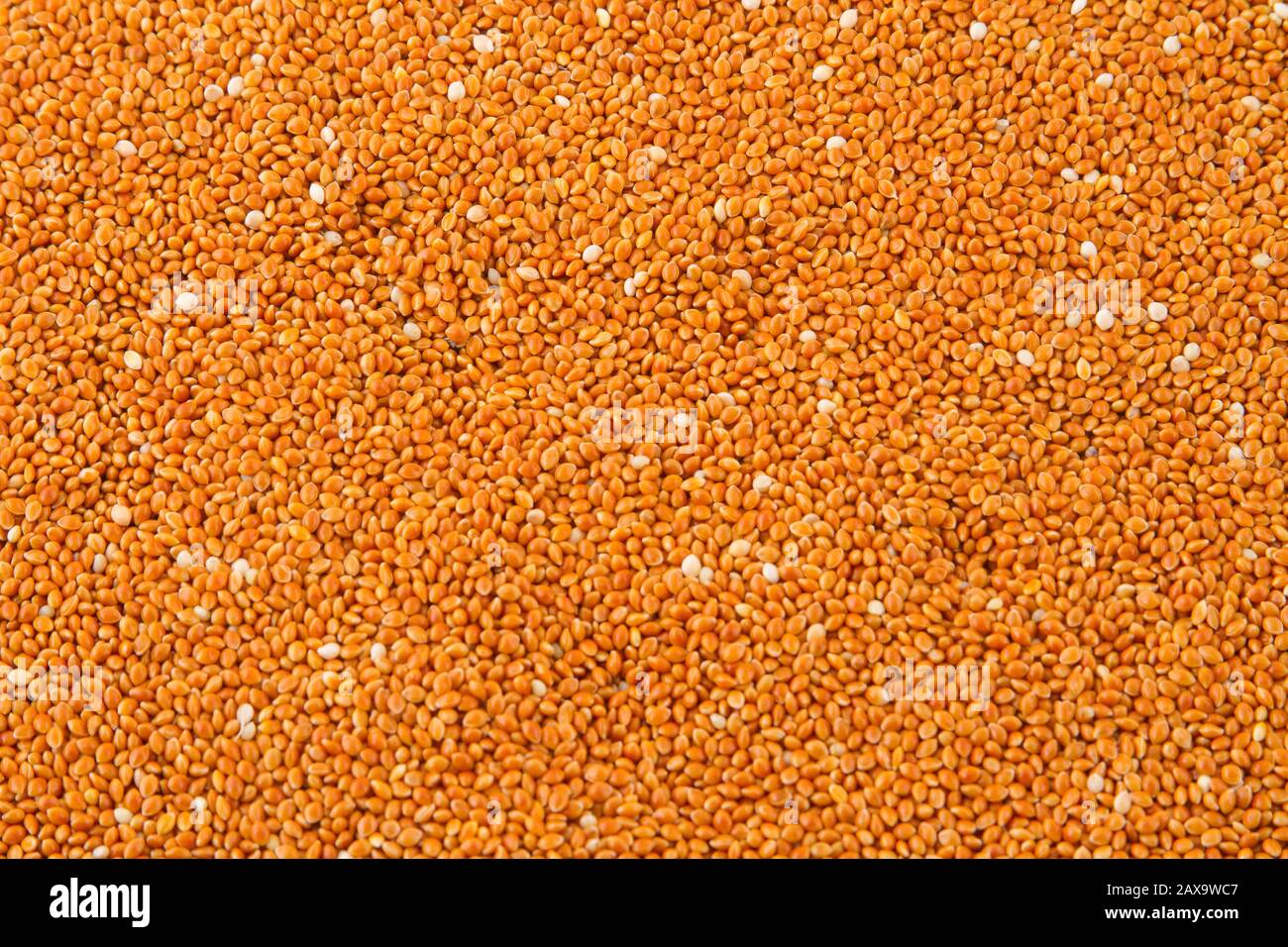 red millet grains, close up Stock Photo - Alamy