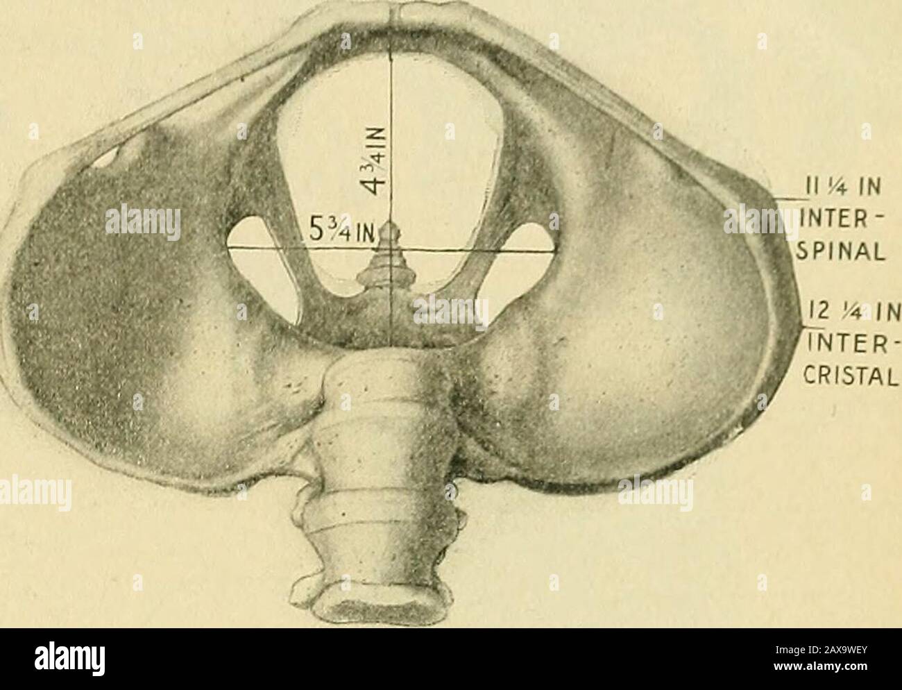 The practice of obstetrics, designed for the use of students and ...