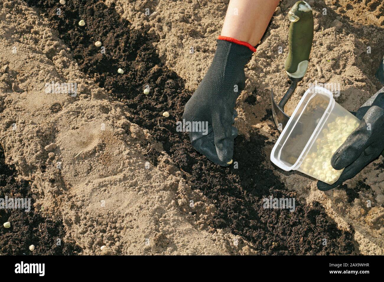 Woman gardener sowing seeds hi-res stock photography and images - Alamy