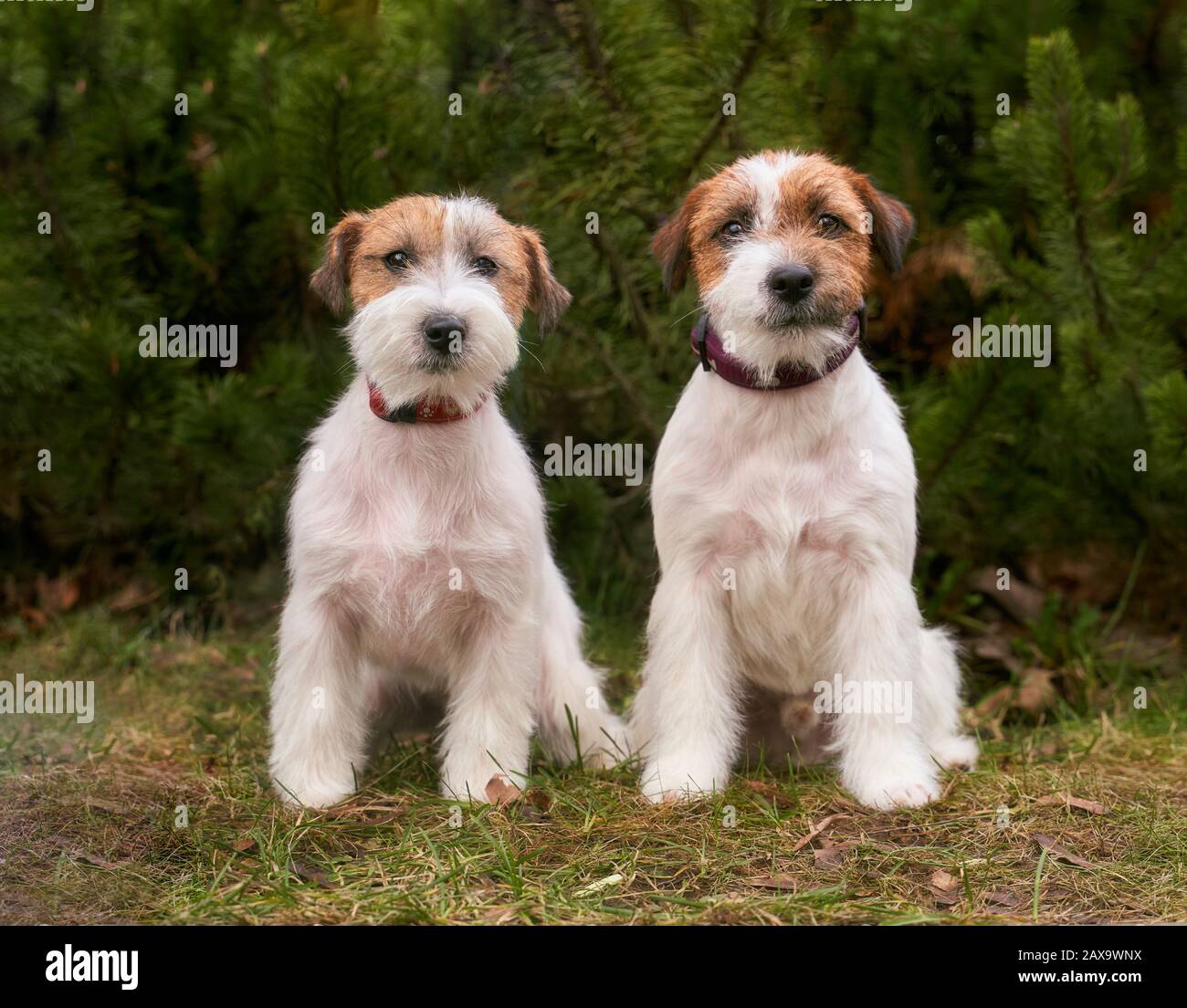 Two friendly dogs sit together. photo of Pets Stock Photo - Alamy