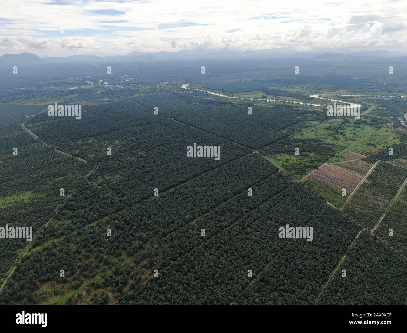 The Palm Oil Estates at Sarawak, the Borneo Island, Malaysia Stock ...