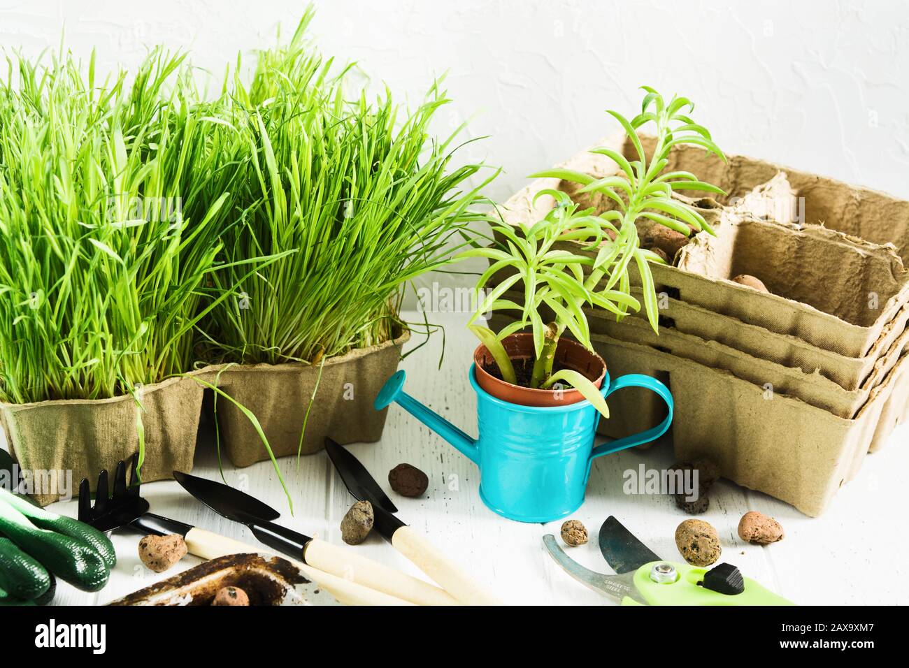 Accessories for seedling at home with green grass, pots and tools ...