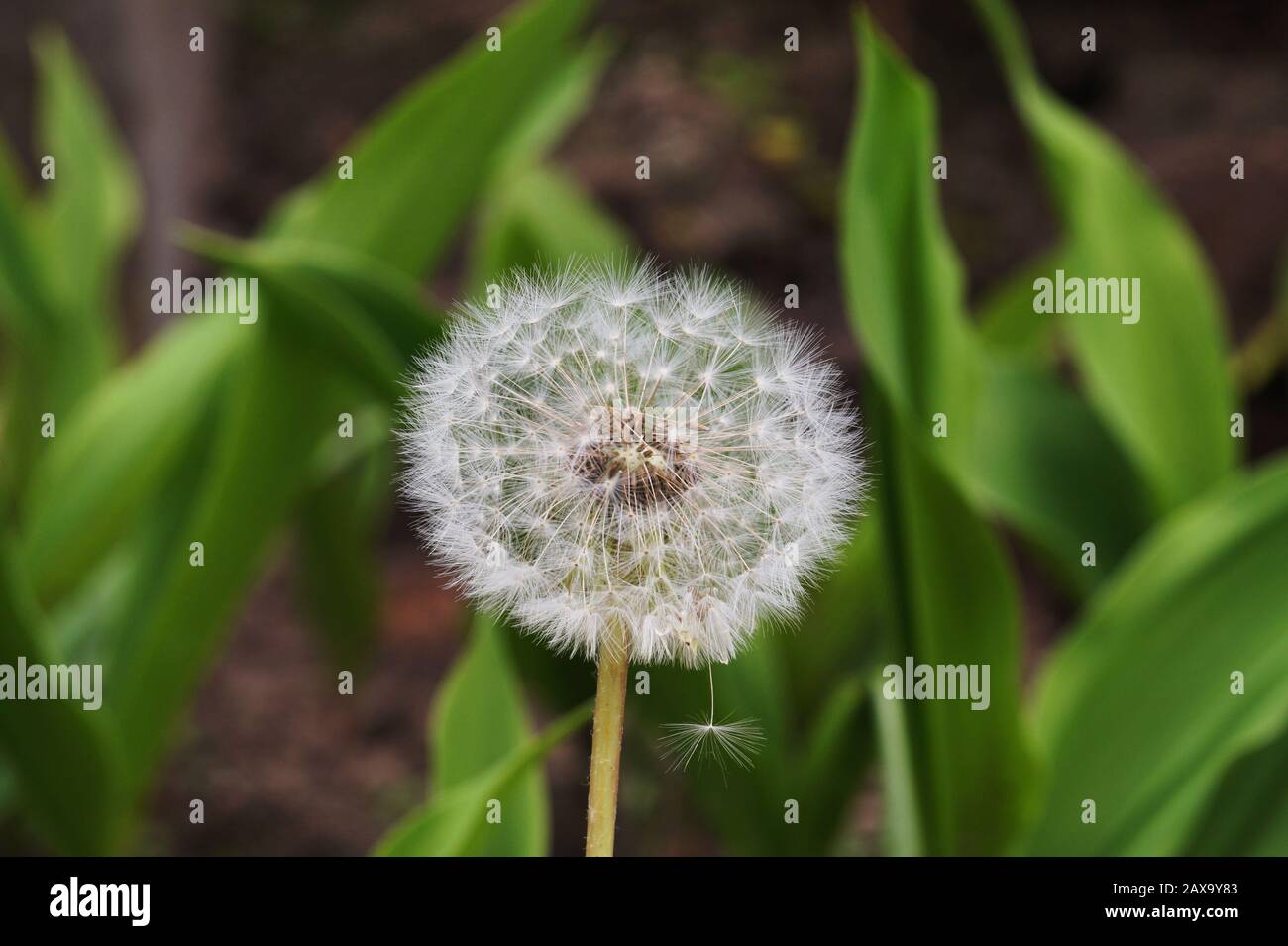 Spring. Dandelion in the garden. Seed dispersal phase Stock Photo - Alamy