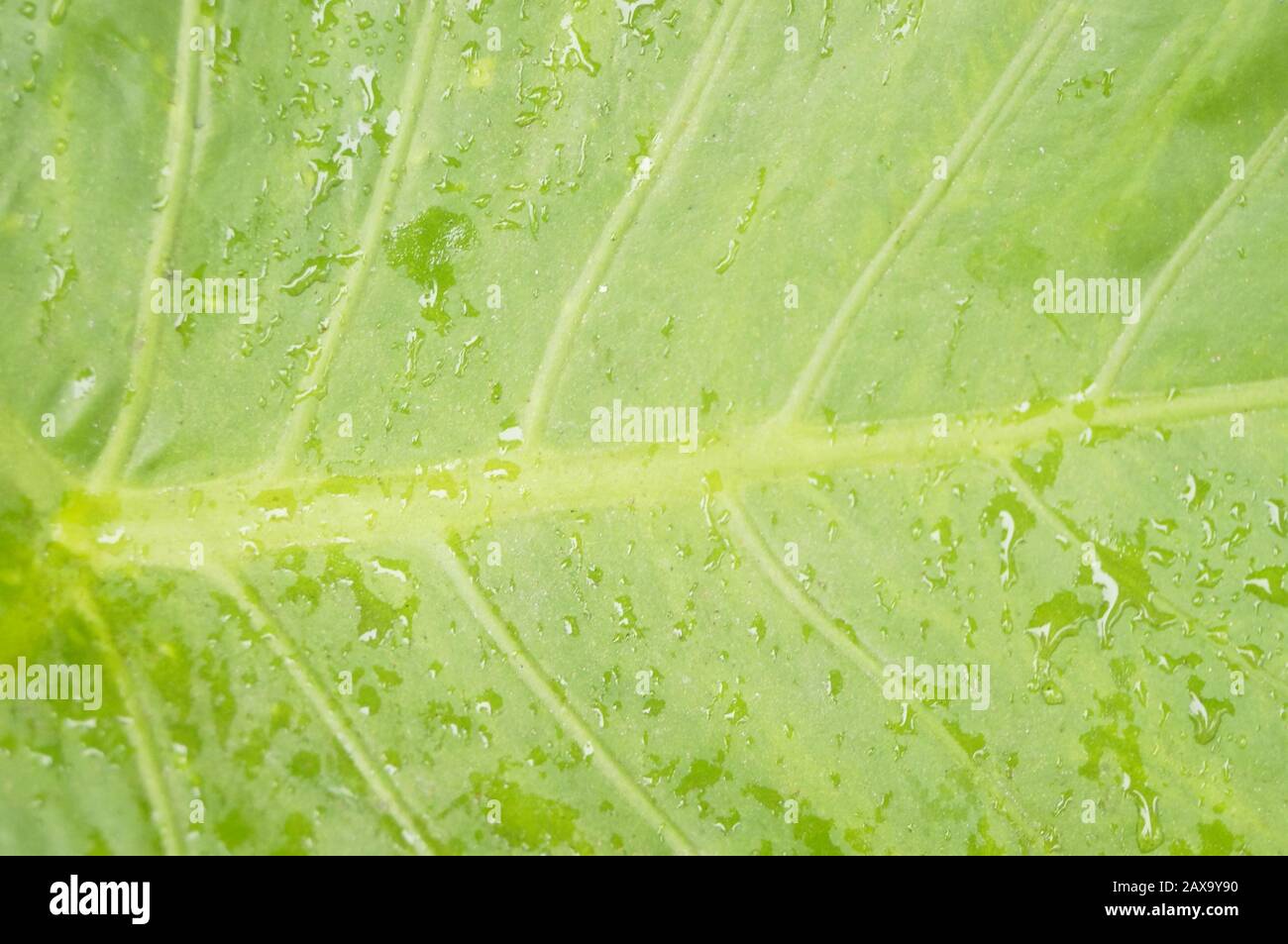 Close up arum leaves hi-res stock photography and images - Alamy