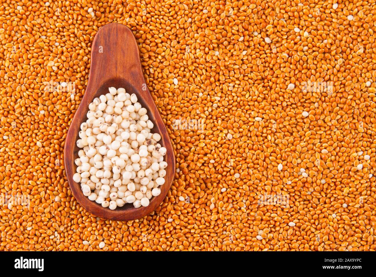 grains of red and white sorghum (Sorghum Stock Photo - Alamy