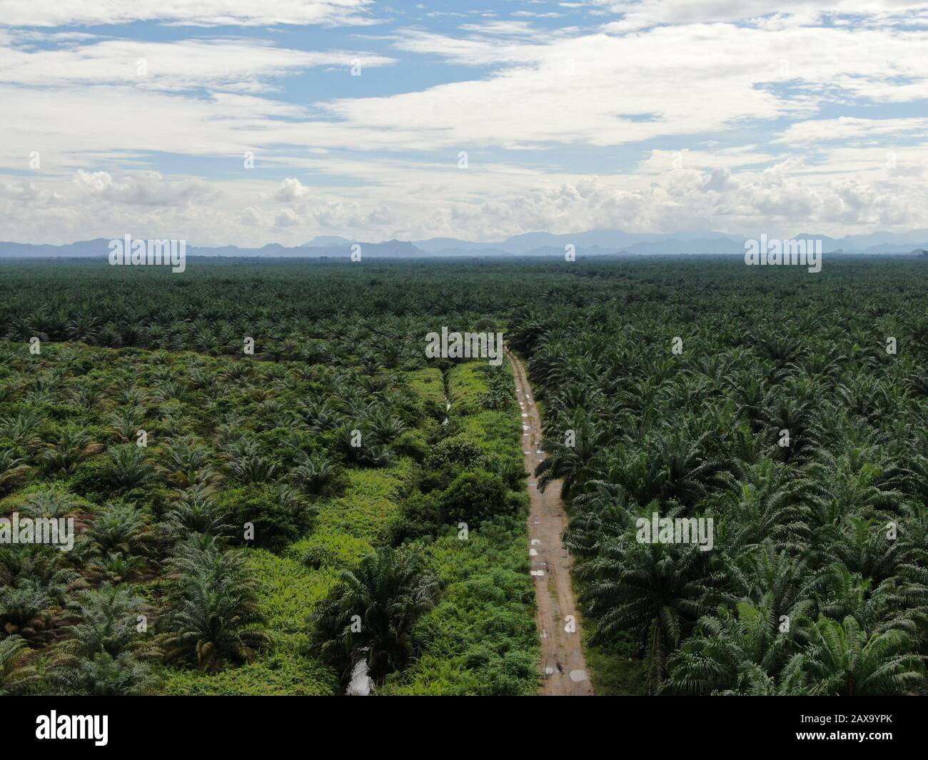 The Palm Oil Estates at Sarawak, the Borneo Island, Malaysia Stock ...