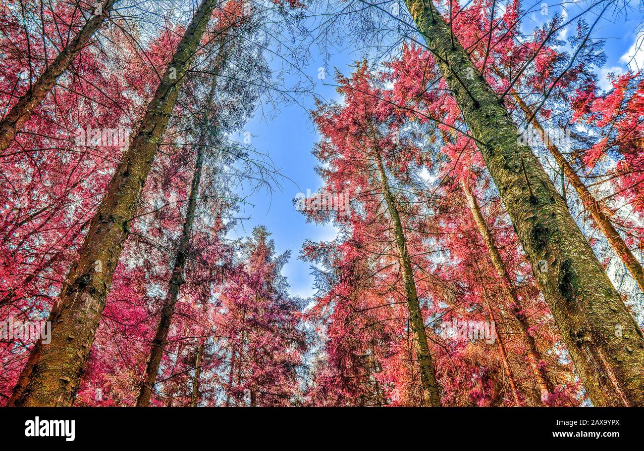 Beautiful infrared forest landscape in pink and purple colors Stock ...