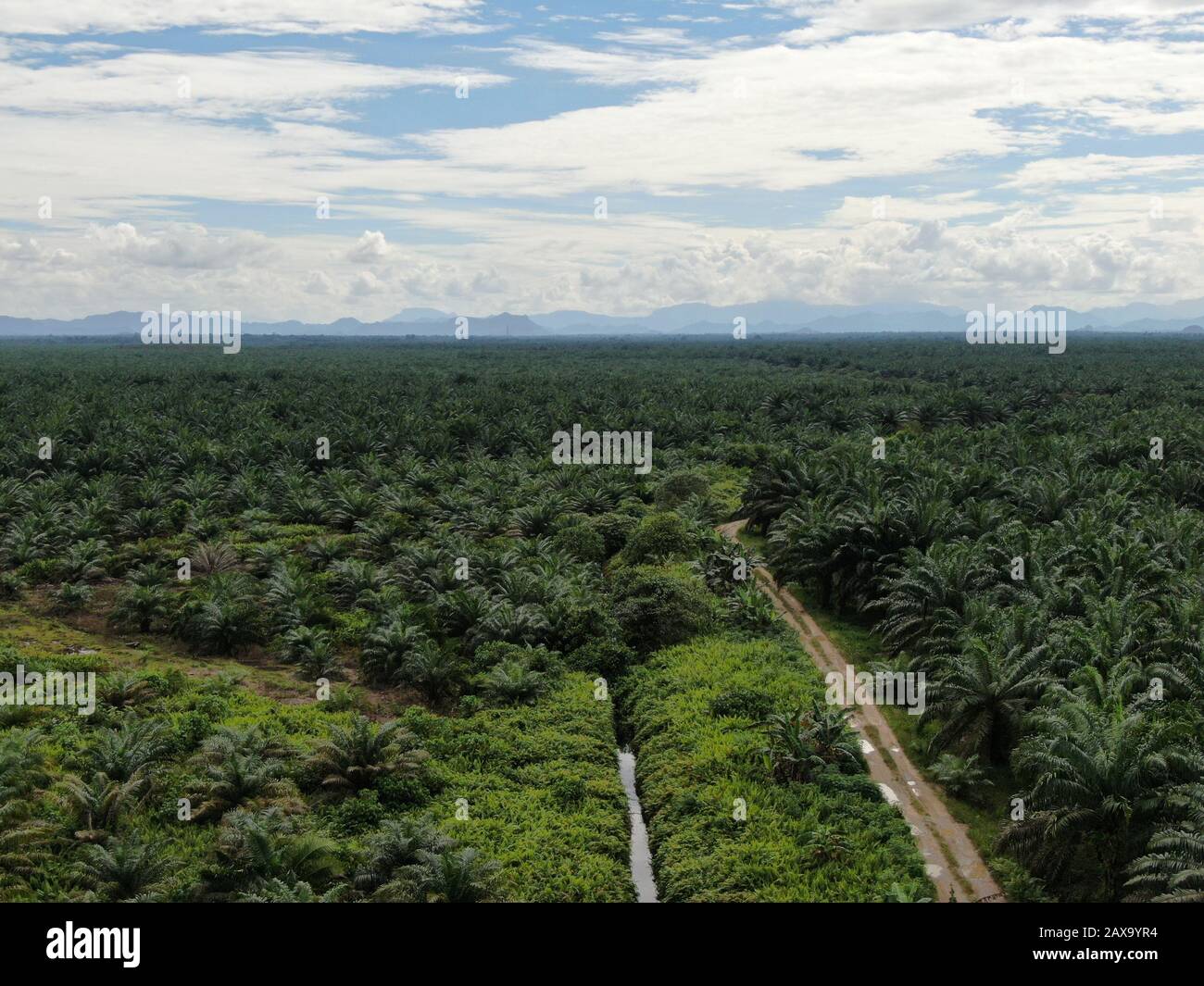 The Palm Oil Estates at Sarawak, the Borneo Island, Malaysia Stock ...