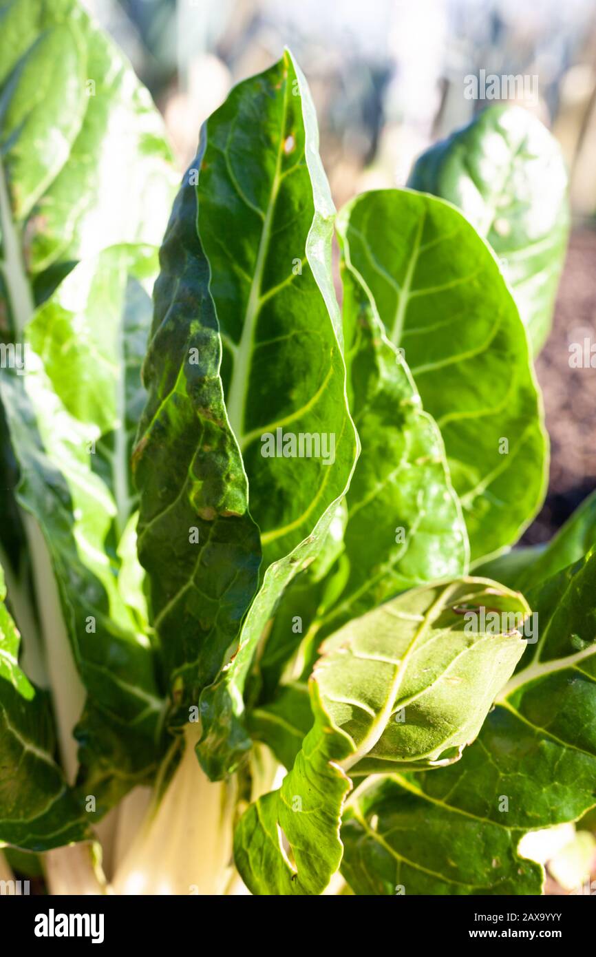 Close-up of Chard (Beta vulgaris subsp. vulgaris) growing in a British ...