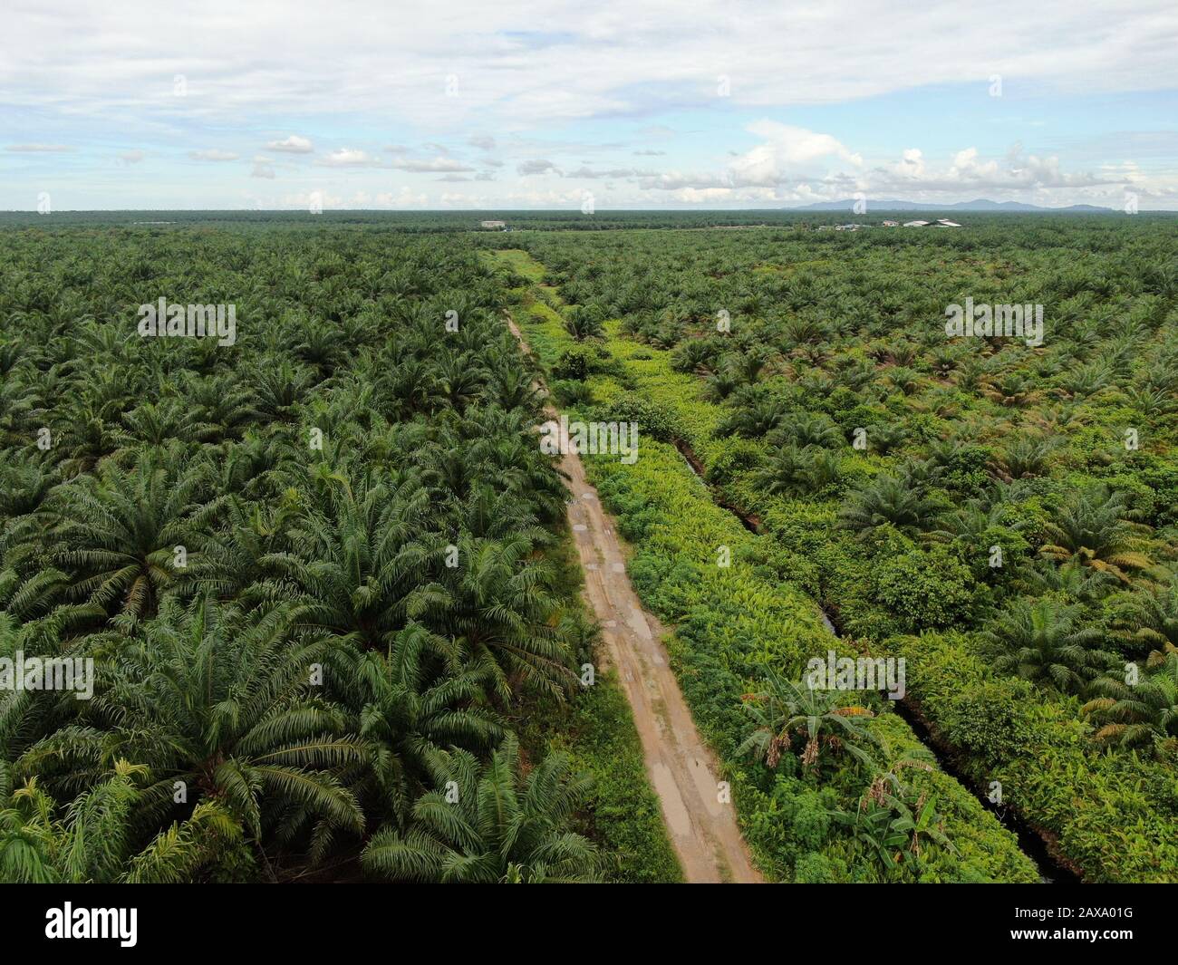 Palm oil estates sarawak borneo hi-res stock photography and images - Alamy