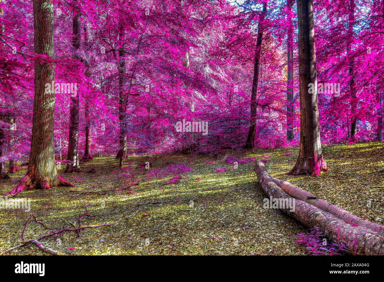 Beautiful infrared forest landscape in pink and purple colors Stock ...