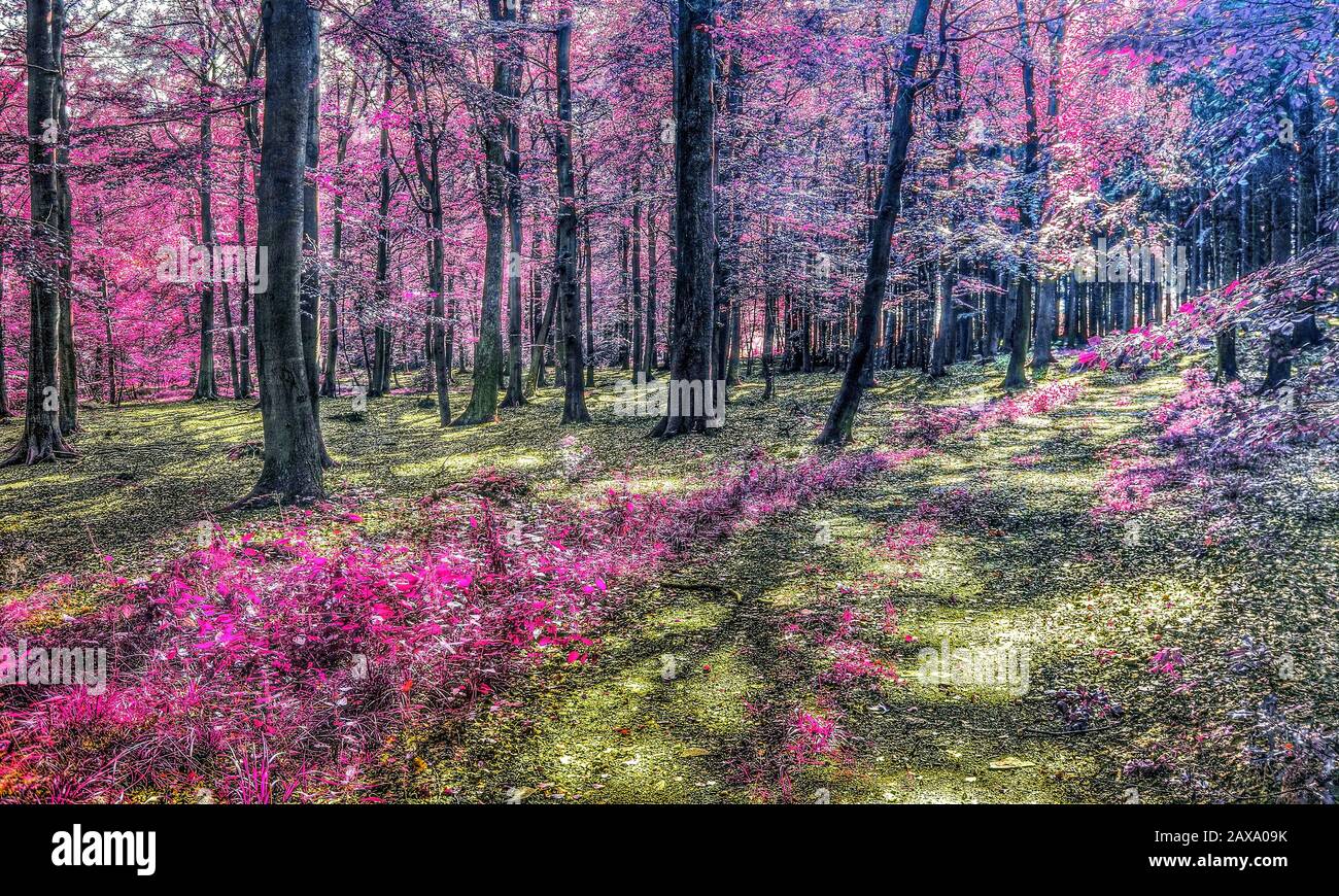 Beautiful infrared forest landscape in pink and purple colors Stock ...