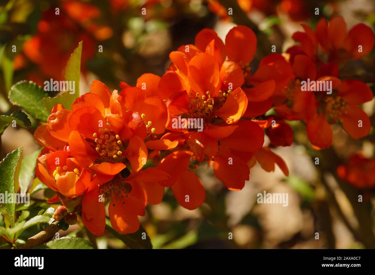 Maules quince hi-res stock photography and images - Alamy