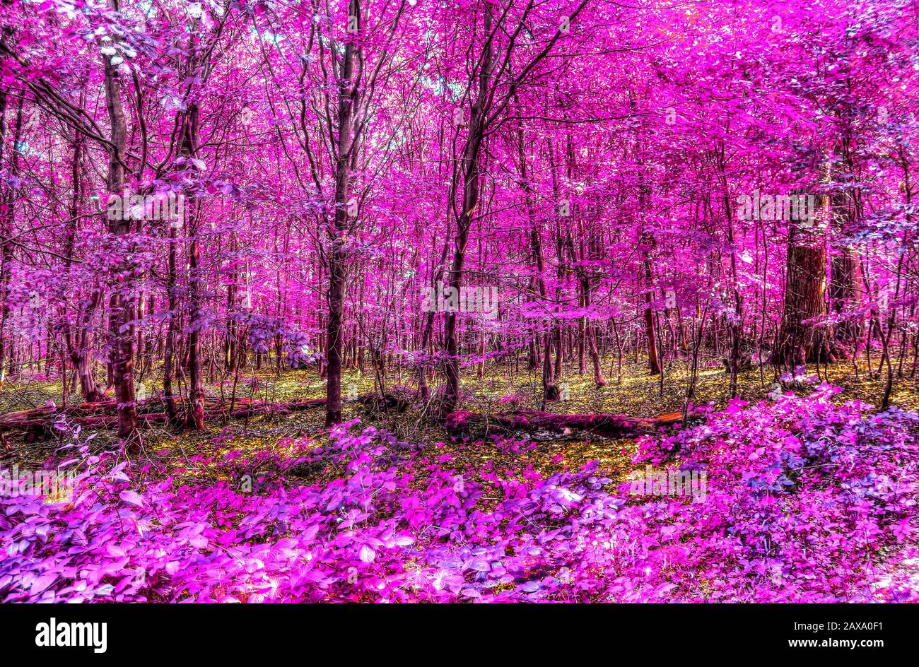 Beautiful infrared forest landscape in pink and purple colors Stock ...