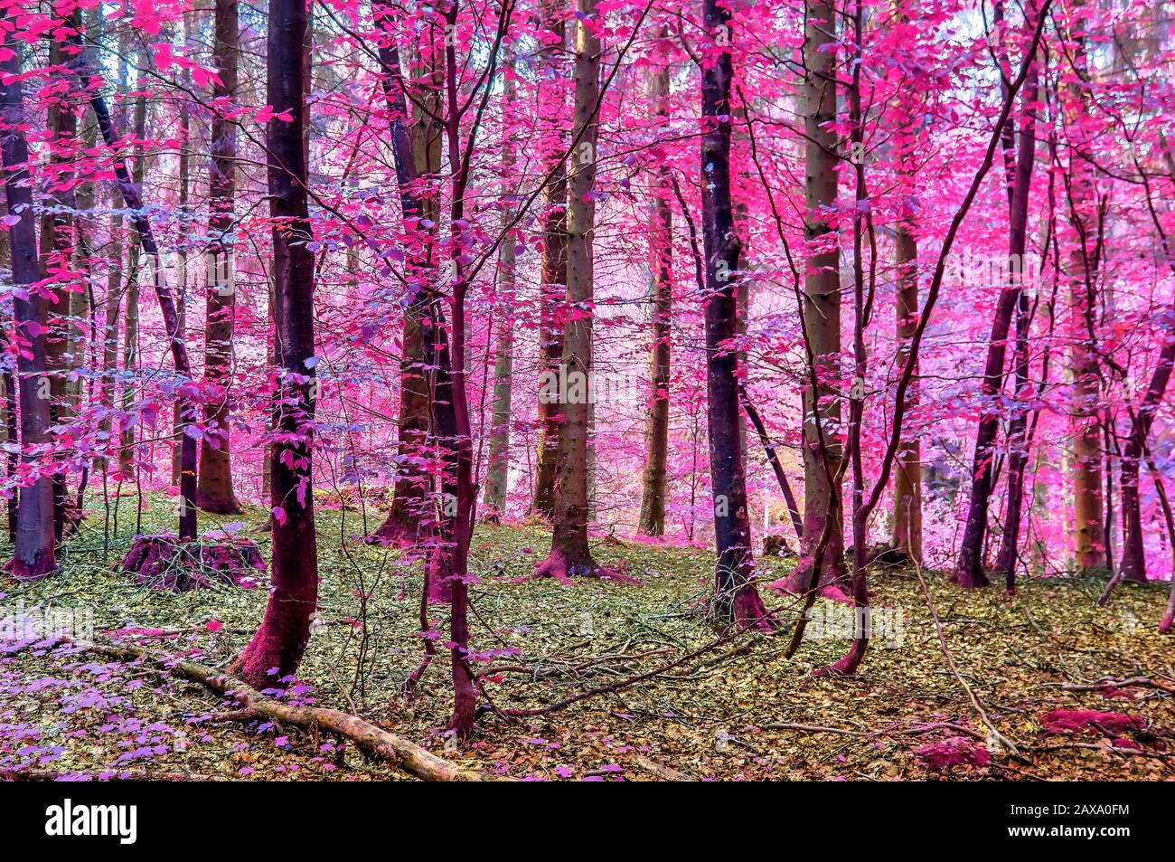 Beautiful infrared forest landscape in pink and purple colors Stock ...