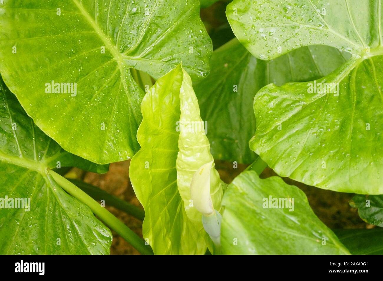 Close up arum leaves hi-res stock photography and images - Alamy