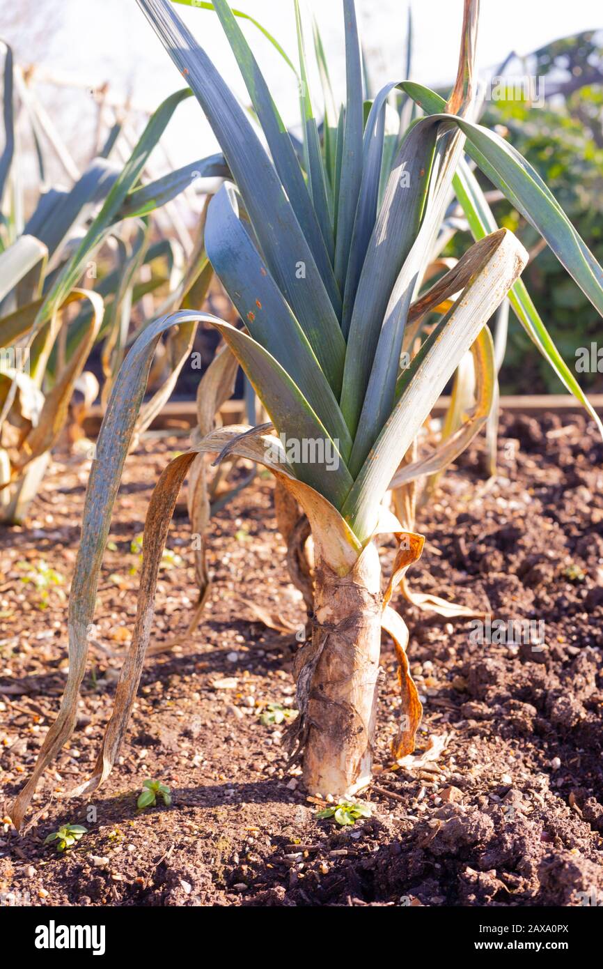 Allium ampeloprasum porrum hi-res stock photography and images - Alamy