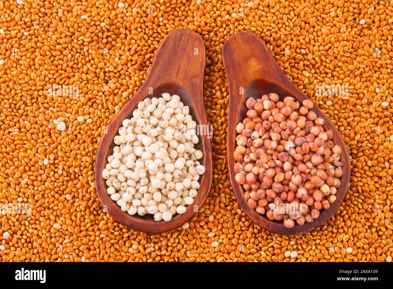 grains of red and white sorghum (Sorghum Stock Photo - Alamy
