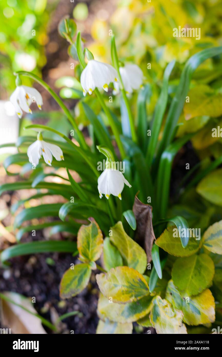 Bell shaped perennials hi-res stock photography and images - Alamy