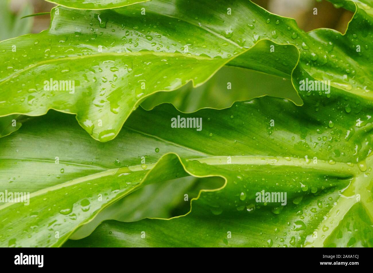 Close up arum leaves hi-res stock photography and images - Alamy