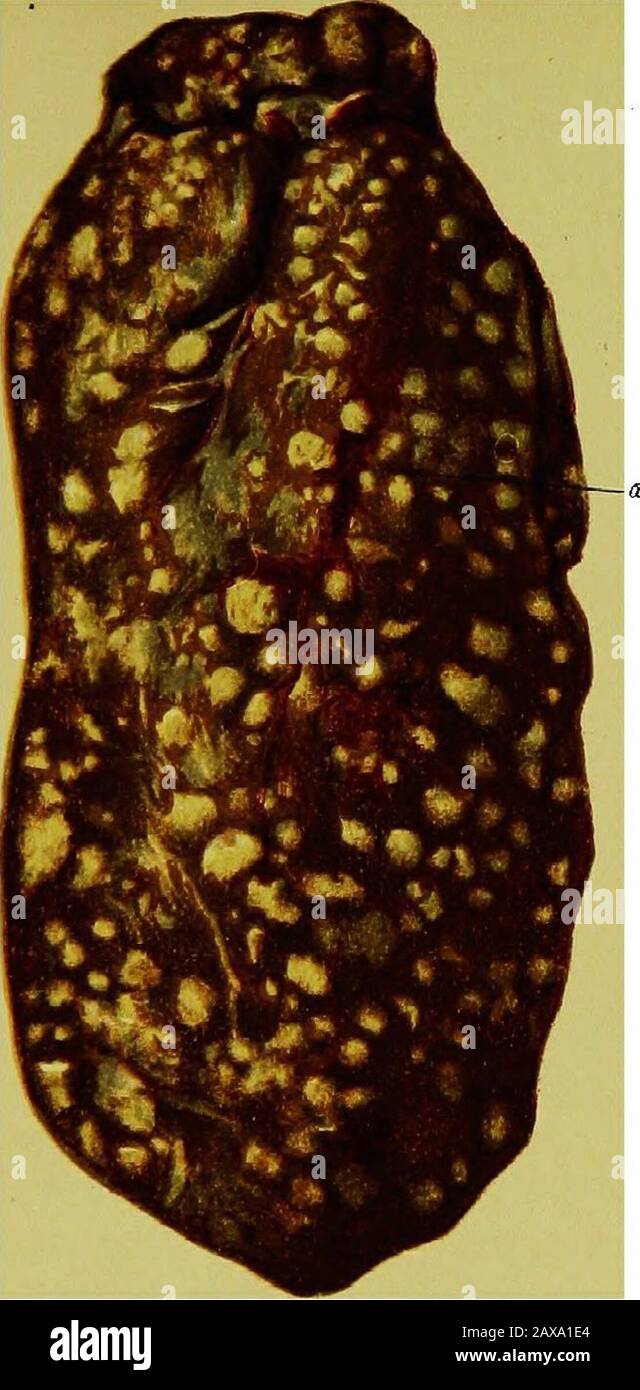 Rabbit inspection hi-res stock photography and images - Alamy