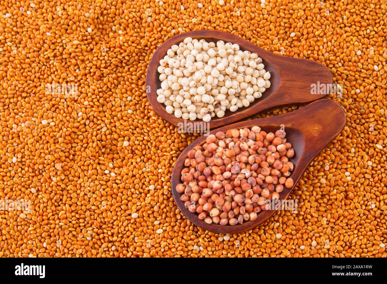 grains of red and white sorghum (Sorghum Stock Photo - Alamy
