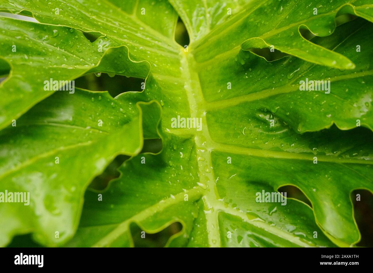 A close-up of a green arum leaf Stock Photo - Alamy